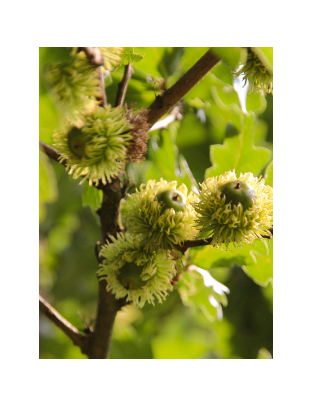 QUERCUS cerris (Chêne chevelu de Bourgogne, Chêne Lombard)