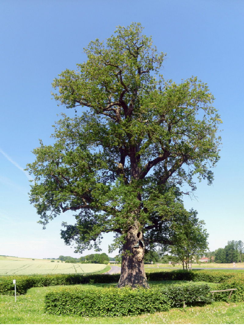 QUERCUS robur (Chêne pédonculé)