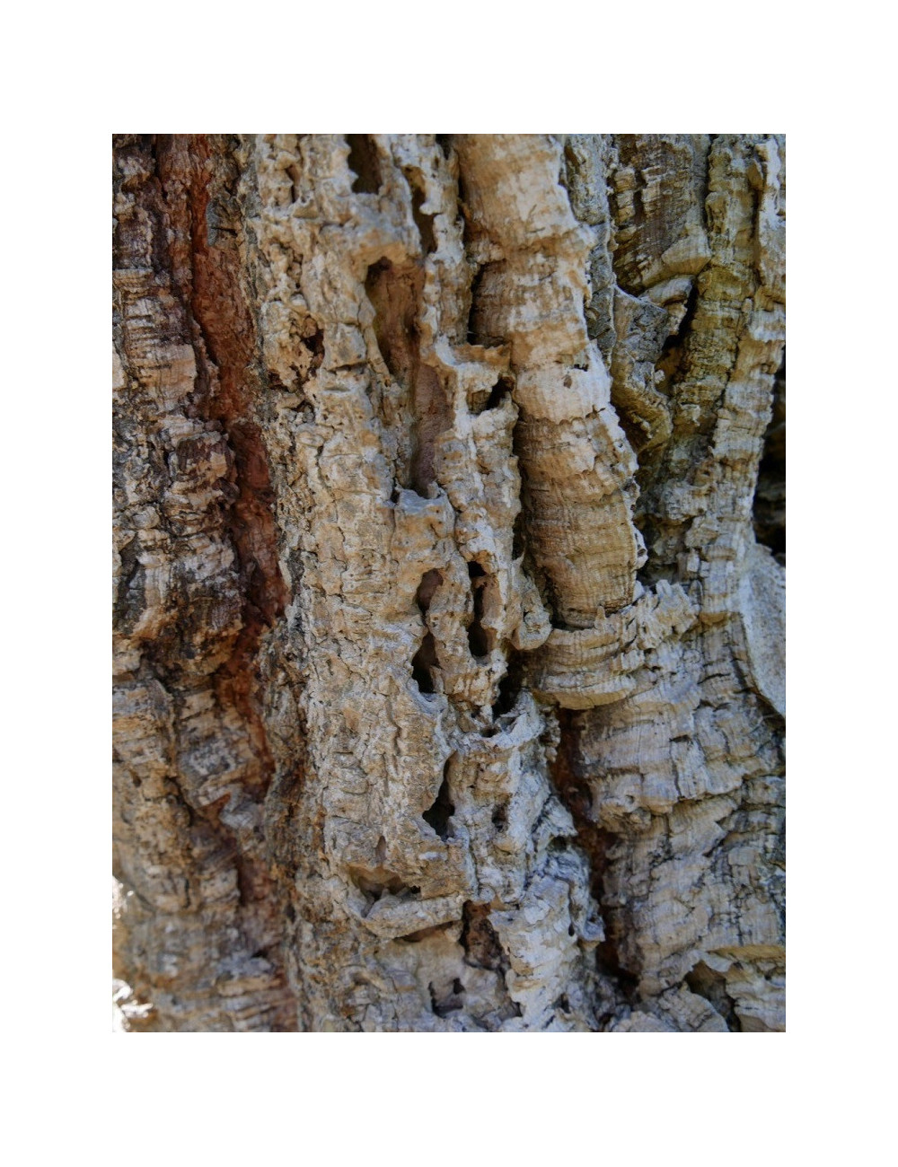 QUERCUS suber (Chêne liége, Corcier, Sûrier)