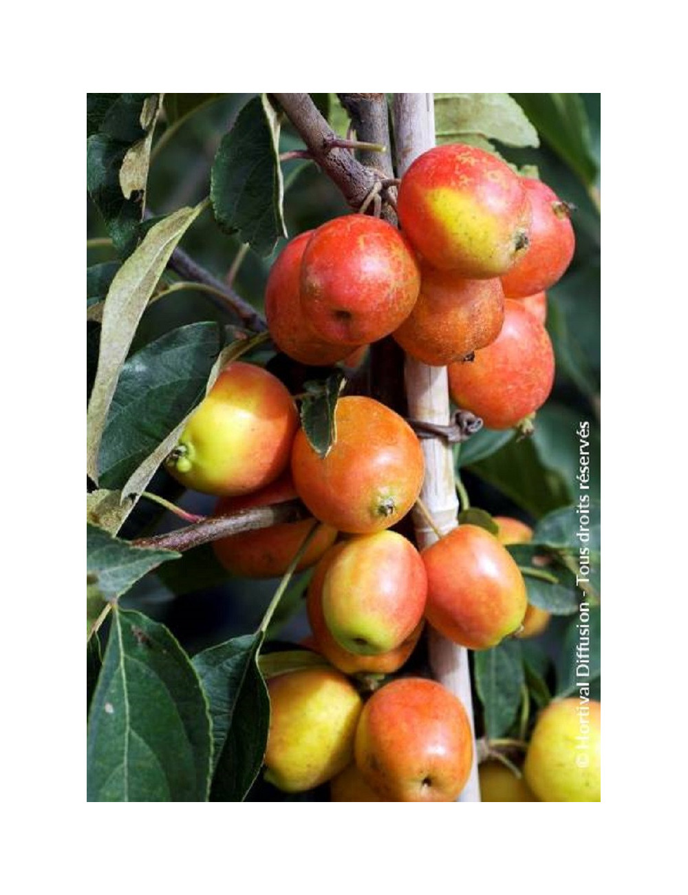 MALUS JOHN DOWNIE (Pommier d'ornement)