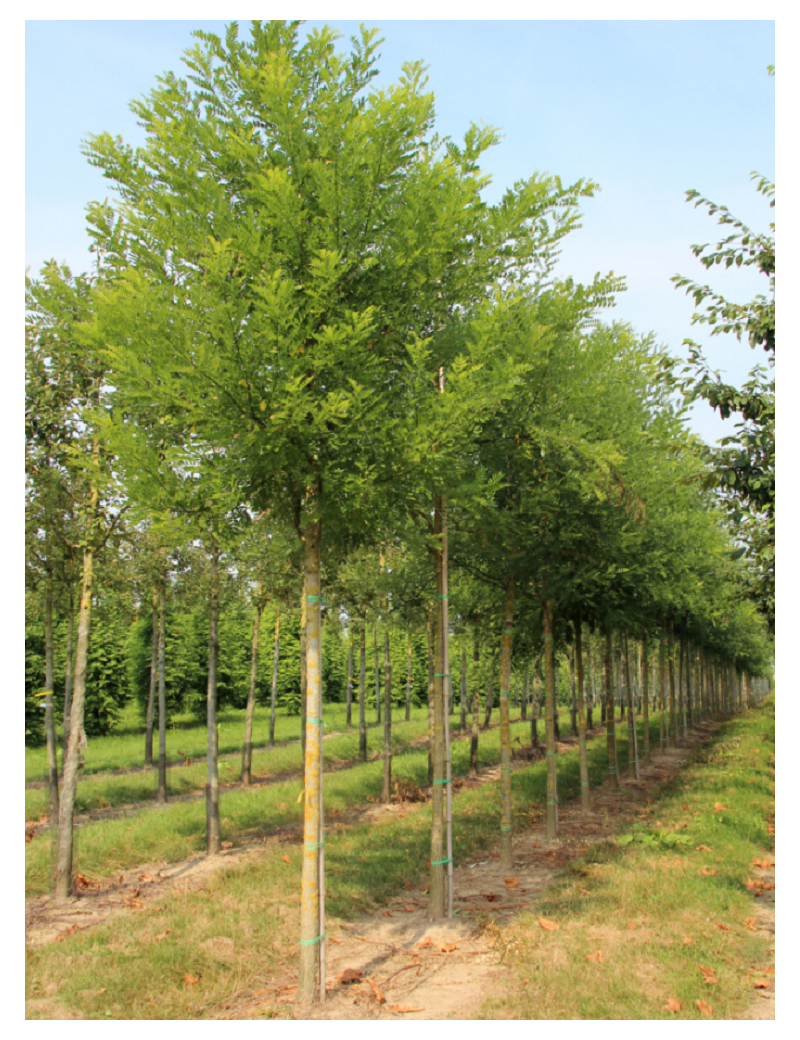 SOPHORA japonica (Sophora du Japon)