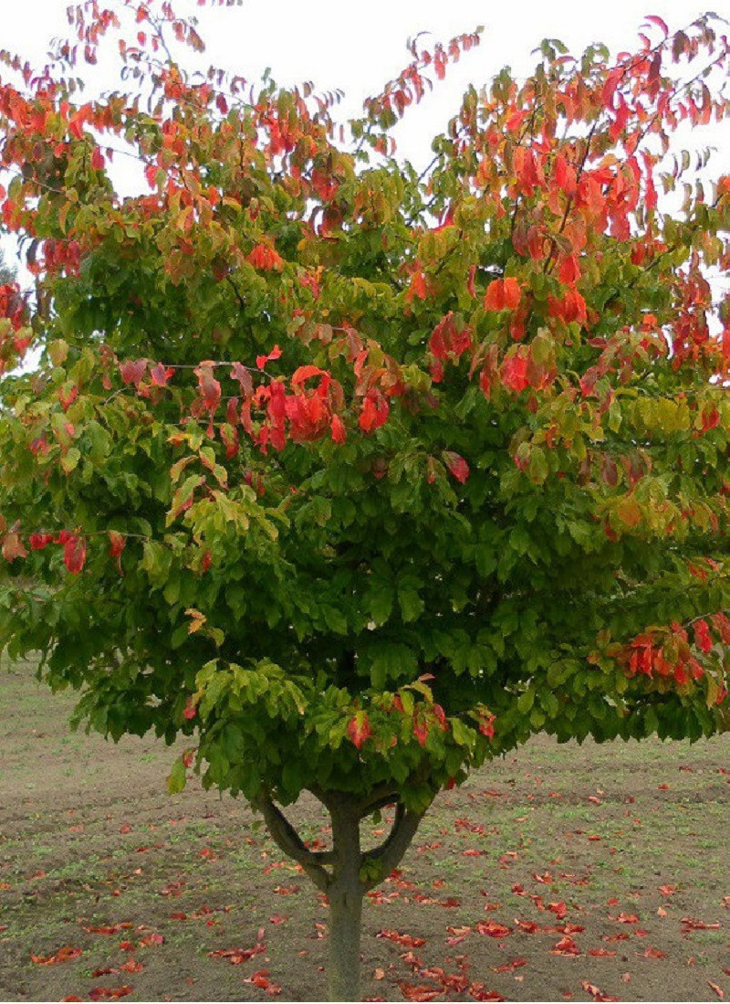 PARROTIA persica (Parrotie de Perse)