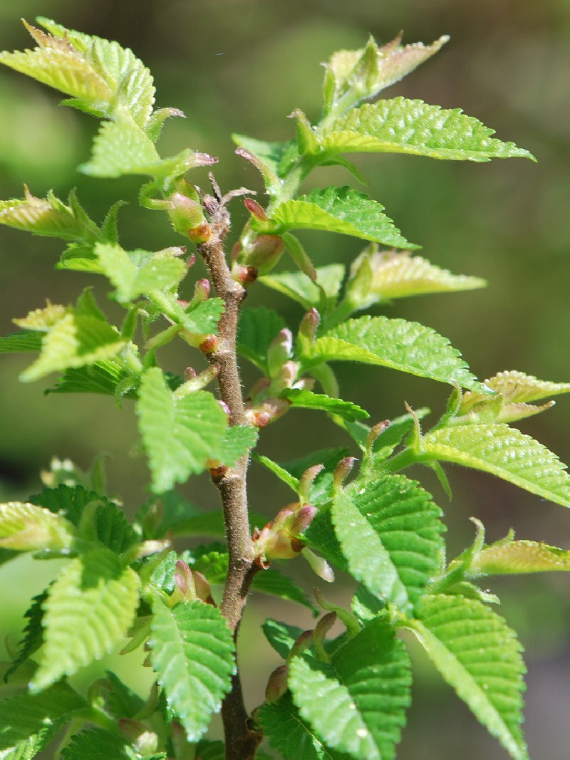 ULMUS minor JACQUELINE HILLIER (Orme)