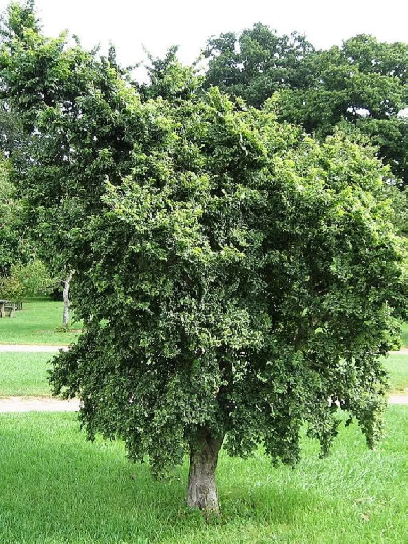 ULMUS minor JACQUELINE HILLIER (Orme)