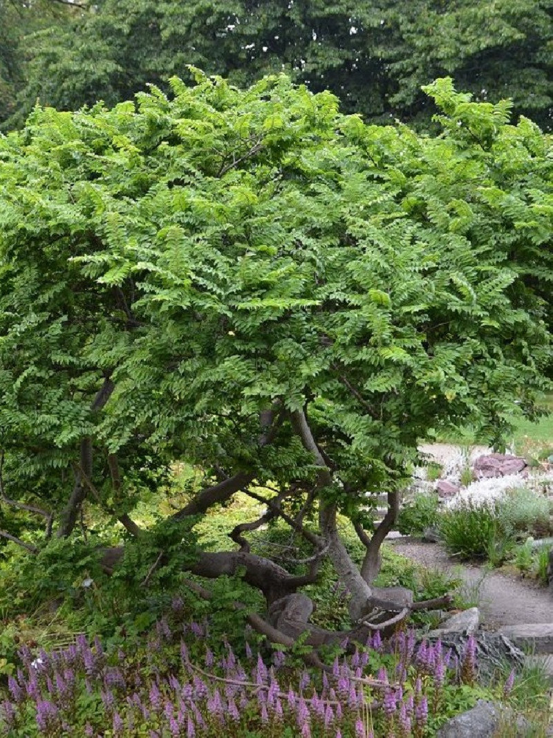 ULMUS minor JACQUELINE HILLIER (Orme)