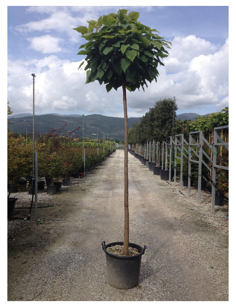 CATALPA bignonioides NANA (Catalpa boule)