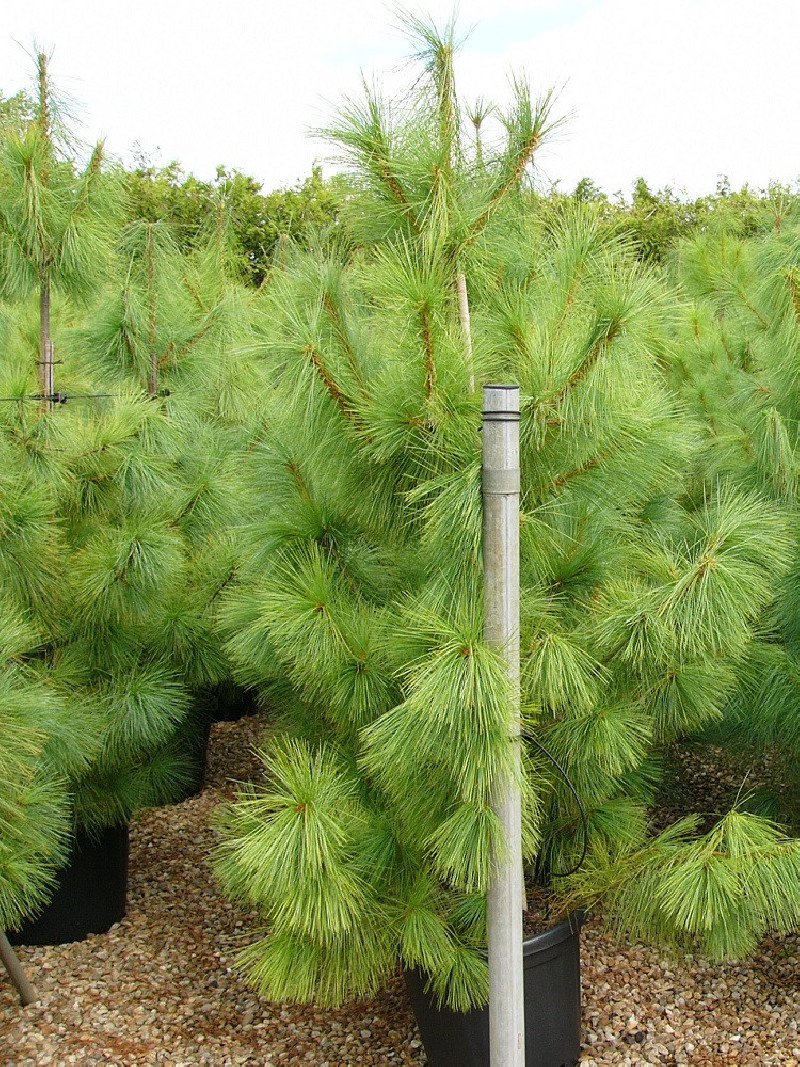 PINUS griffithii (Pin de l'Himalaya)