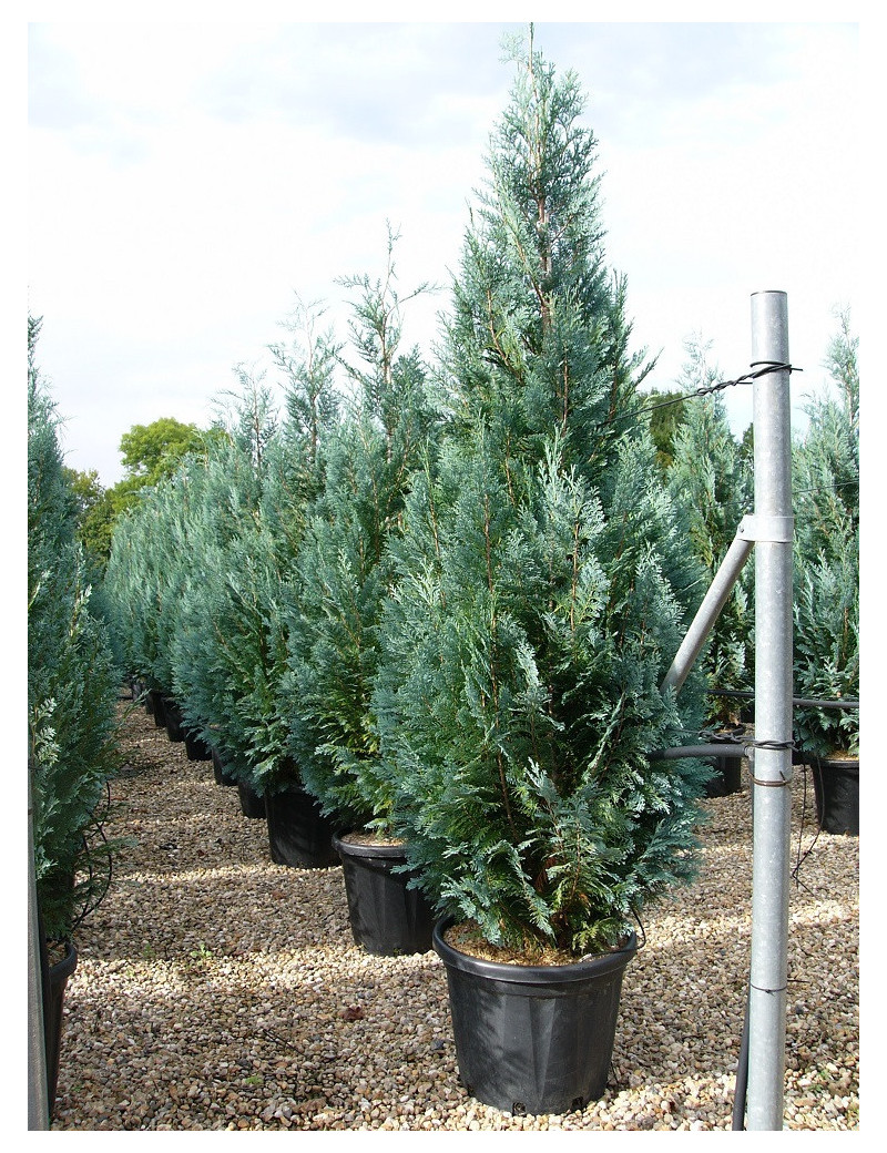 CHAMAECYPARIS lawsoniana COLUMNARIS (Cyprès de Lawson columnaire)