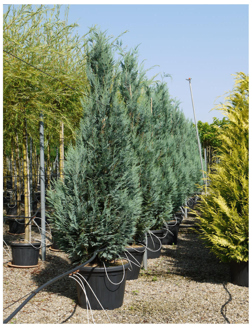 CHAMAECYPARIS lawsoniana COLUMNARIS (Cyprès de Lawson columnaire)