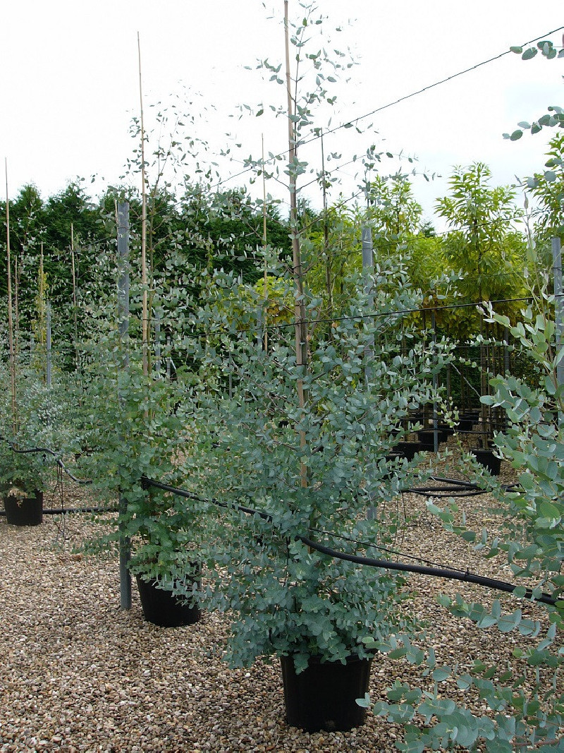 EUCALYPTUS gunnii (Eucalyptus de Gunn, gommier)