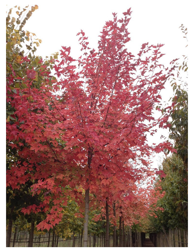 ACER rubrum (Érable rouge)