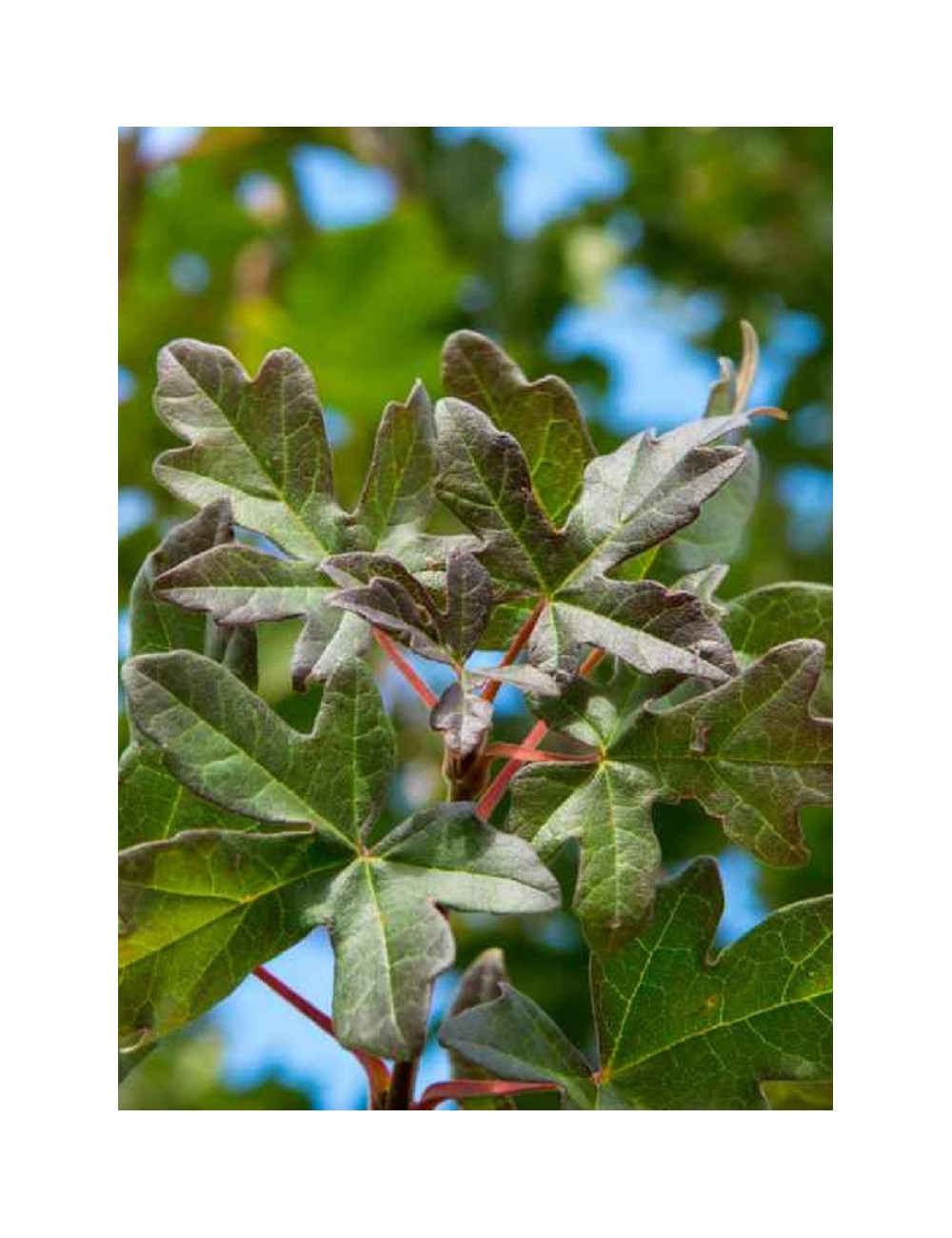 ACER campestre RED SHINE (Érable champêtre Red Shine)