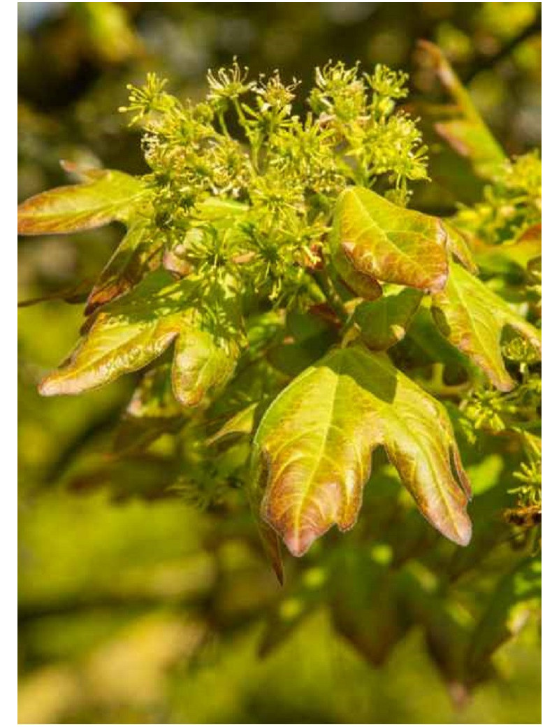 ACER campestre RED SHINE (Érable champêtre Red Shine)