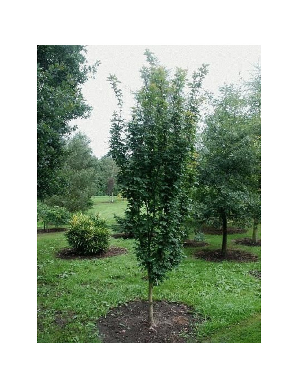 ACER campestre WILLIAM CALDWELL (Érable champêtre William Caldwell)