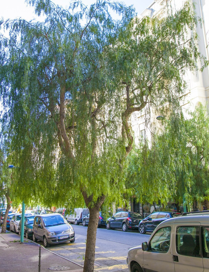ZANTHOXYLUM simulans (Poivrier du Sichuan)