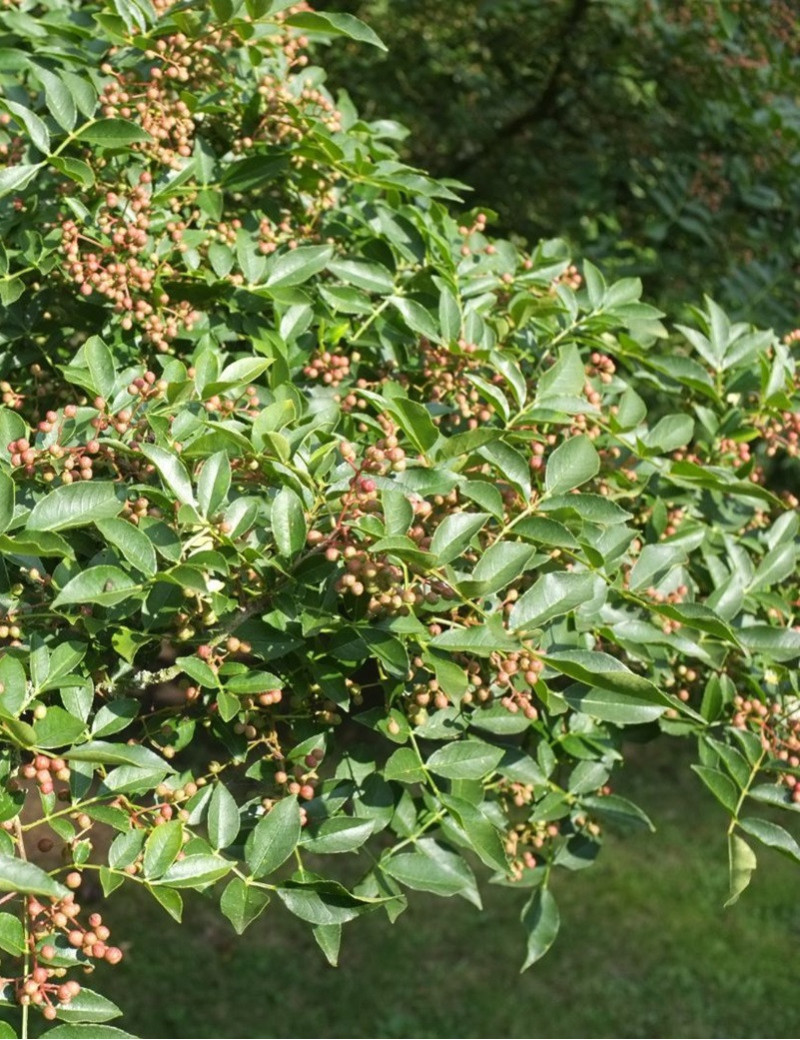 ZANTHOXYLUM simulans (Poivrier du Sichuan)