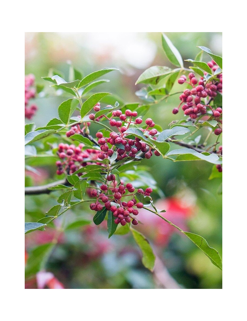 ZANTHOXYLUM simulans (Poivrier du Sichuan)