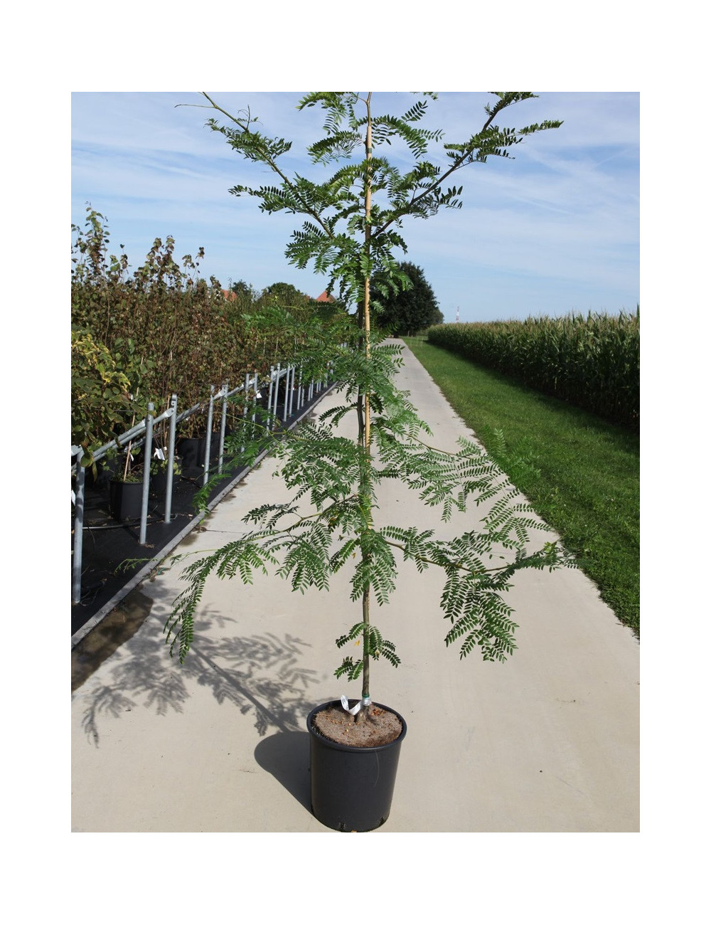 GLEDITSIA triacanthos SUNBURST (Févier d'Amérique Sunburst)