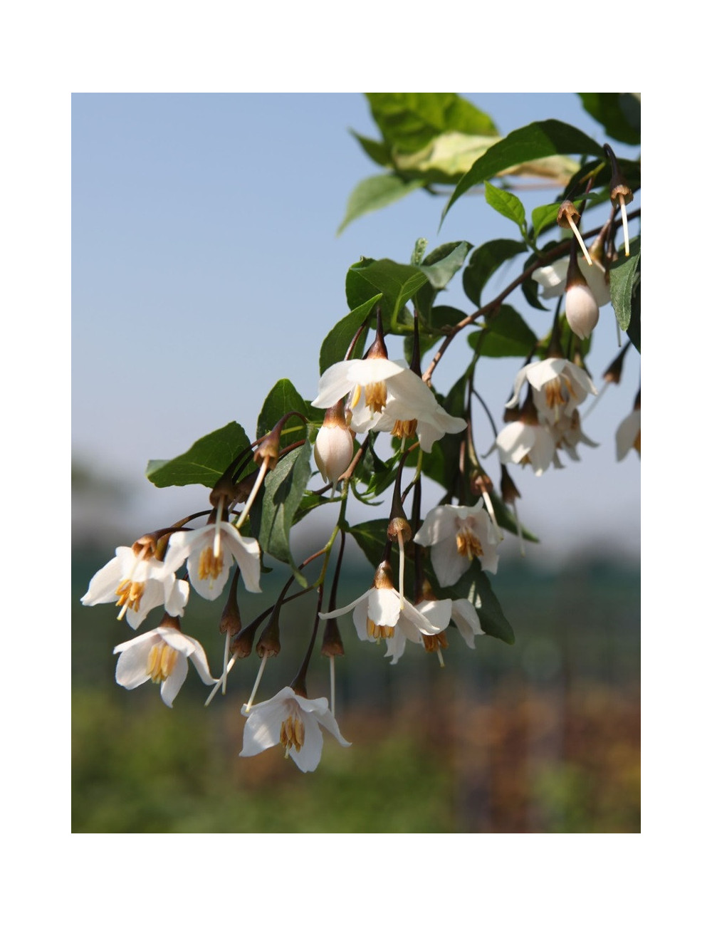 STYRAX japonicus (Styrax du Japon)