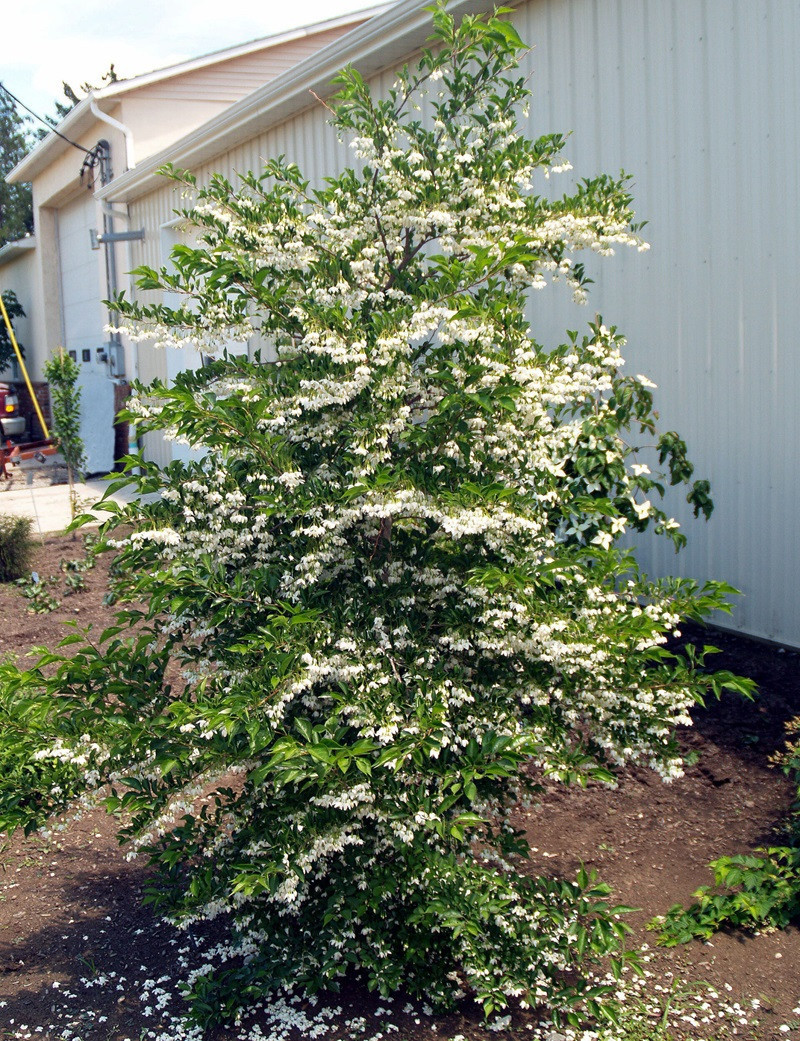 STYRAX japonicus (Styrax du Japon)
