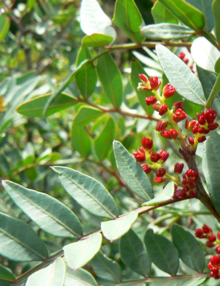 PISTACIA lentiscus (Arbre au mastic, Pistachier lentisque, Pistachier ...