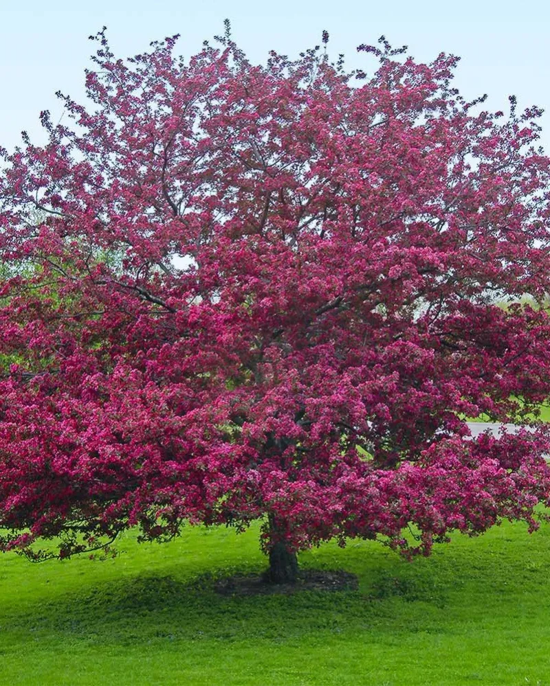 MALUS PROFUSION (Pommier d'ornement)