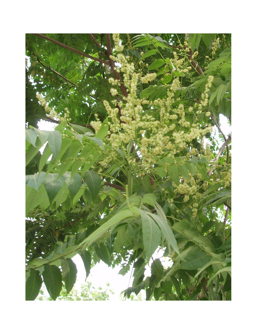 AILANTHUS altissima (Ailante glanduleux)
