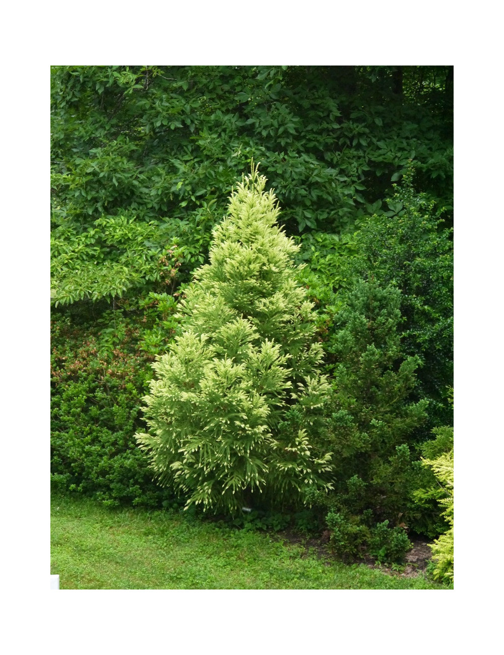 CRYPTOMERIA japonica SEKKAN SUGI (Cèdre du Japon)