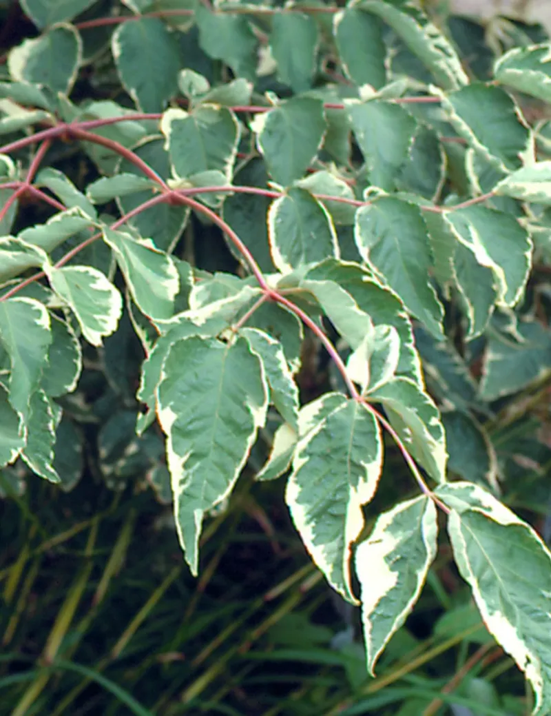 ARALIA elata VARIEGATA (Angélique en arbre du Japon)