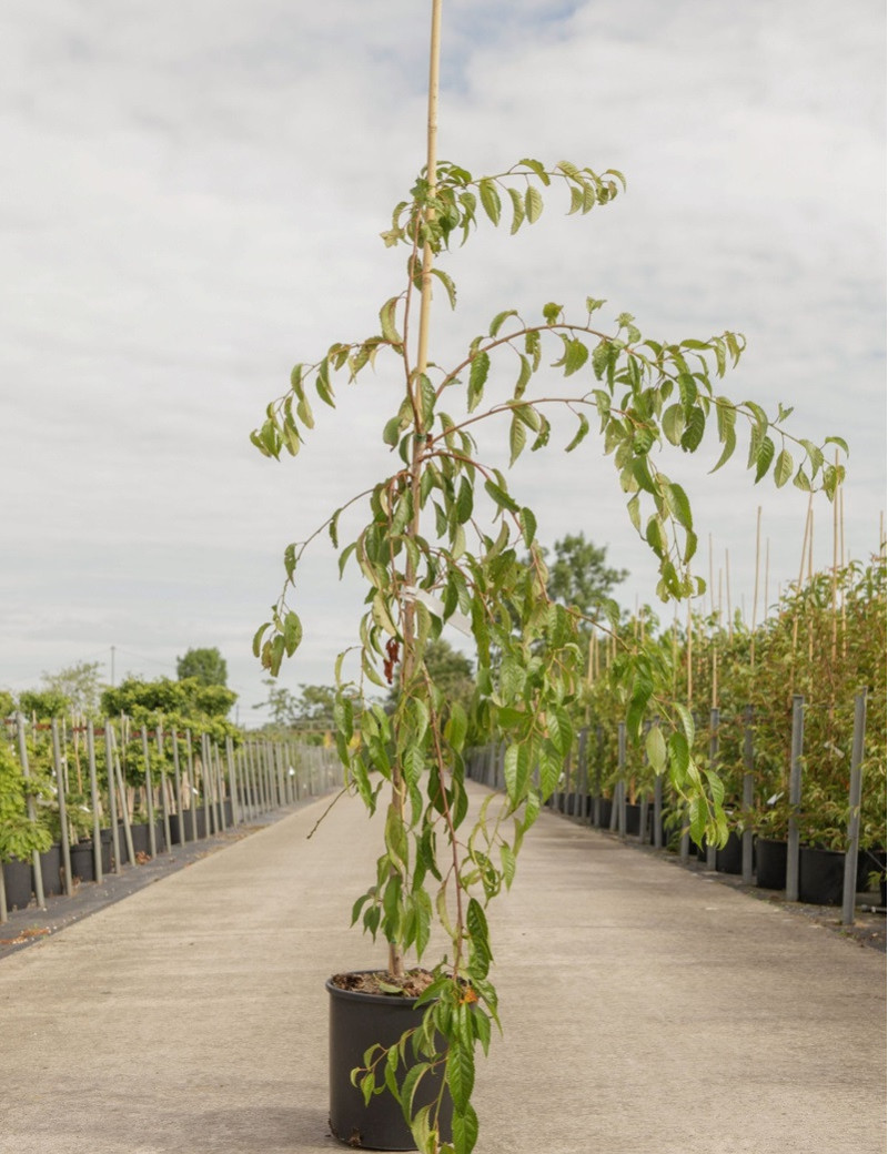 PRUNUS KIKU-SHIDARE-ZAKURA (Cerisier à fleurs pleureur)
