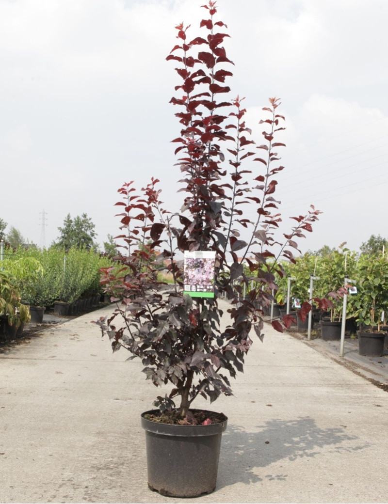 PRUNUS cerasifera ATROPURPUREA (Prunier myrobolan Nigra)