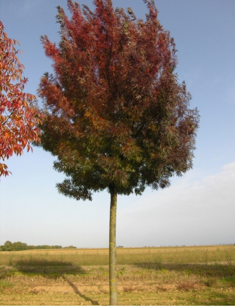 FRAXINUS angustifolia RAYWOOD (Frêne d'Australie Raywood)