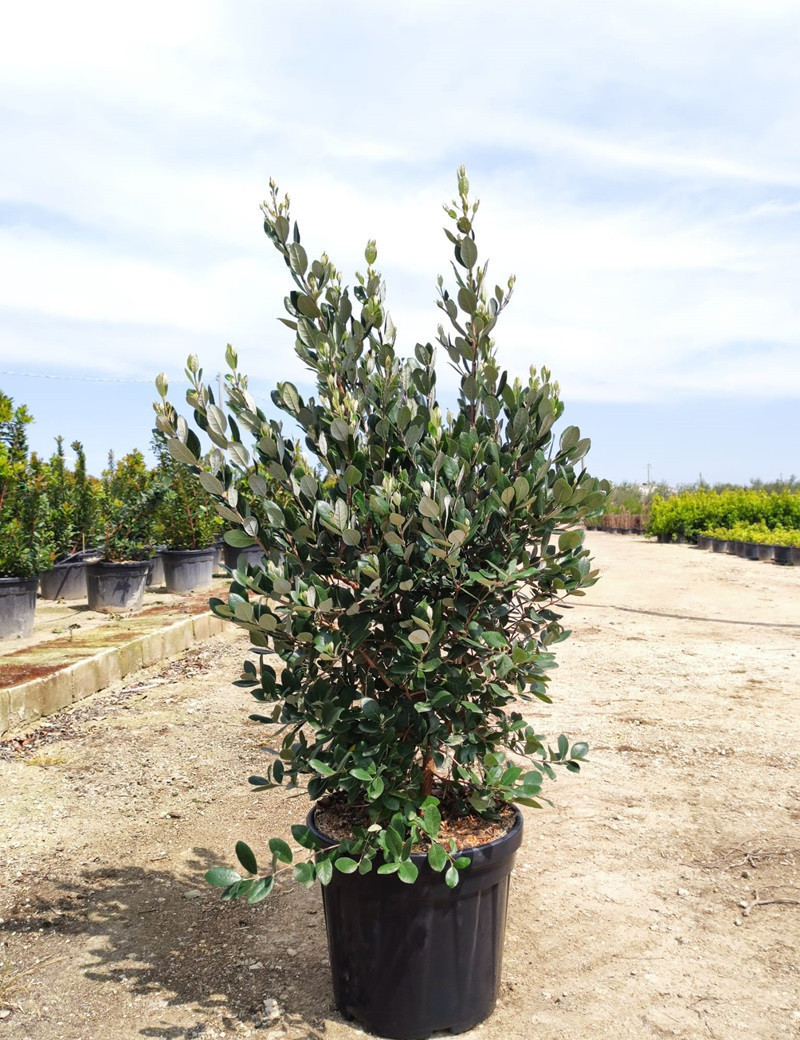 FEIJOA (ACCA)sellowiana (Goyavier du Brésil)