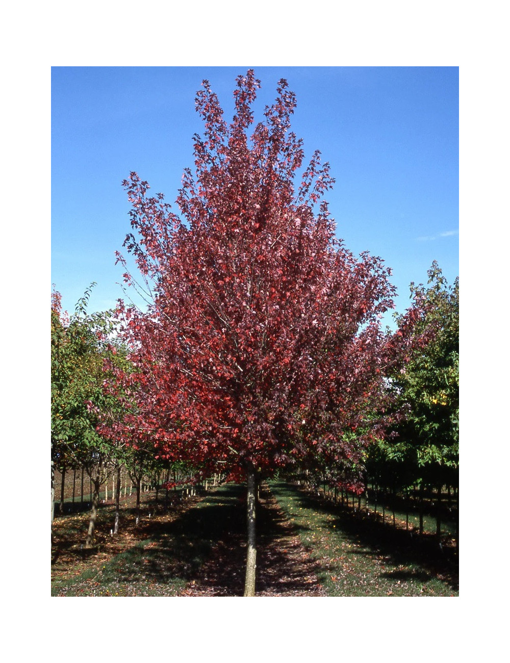ACER rubrum REDPOINTE® (Érable rouge)