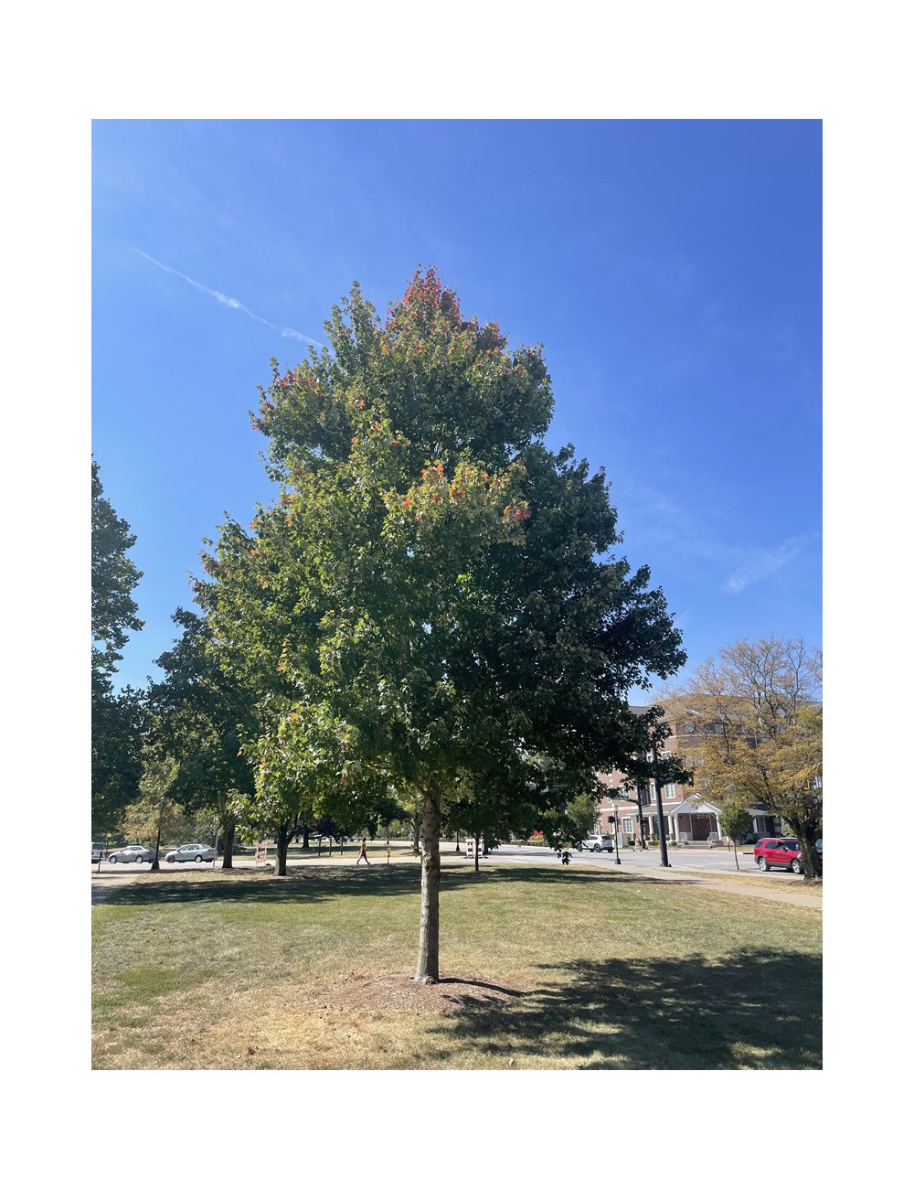 ACER rubrum REDPOINTE® (Érable rouge)