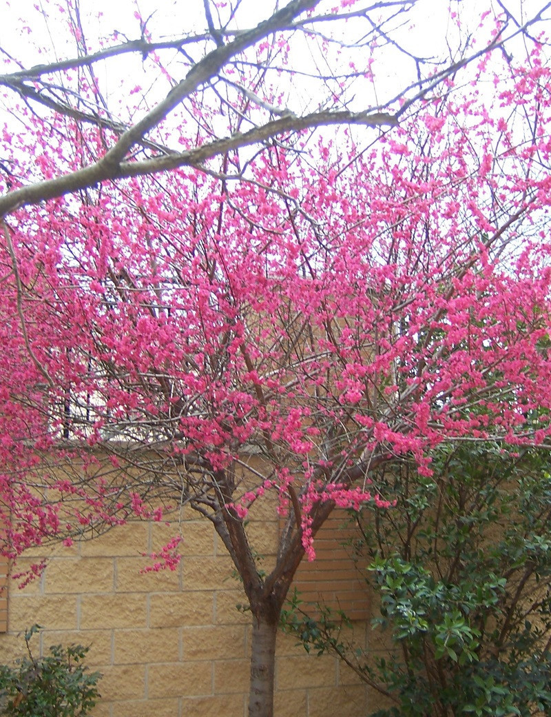 PRUNUS mume BENI-CHIDORI (Abricotier du Japon)