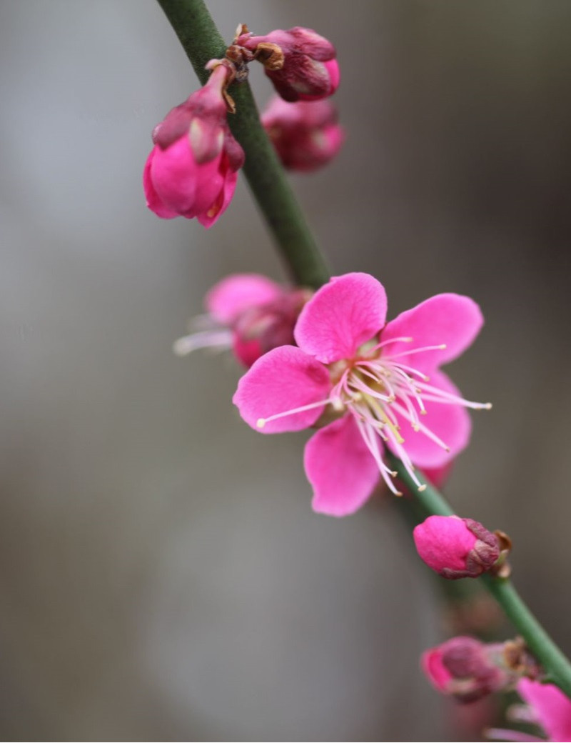 PRUNUS mume BENI-CHIDORI (Abricotier du Japon)