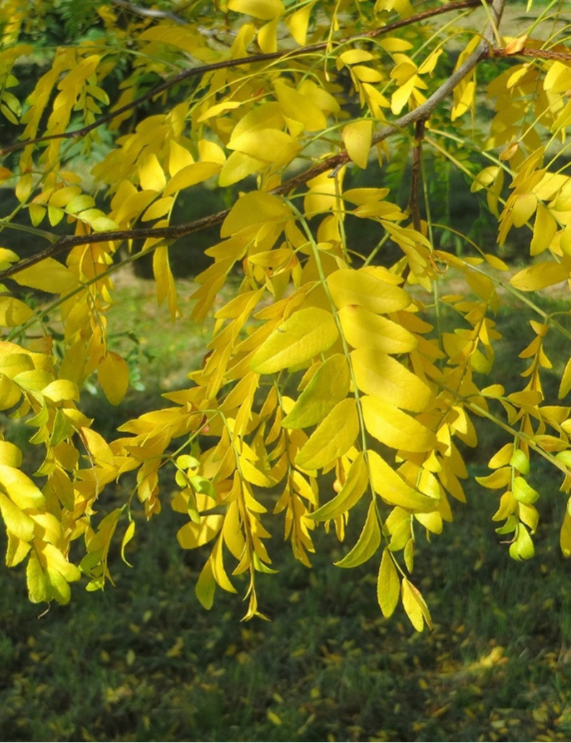 GLEDITSIA triacanthos INERMIS (Févier d'Amérique)