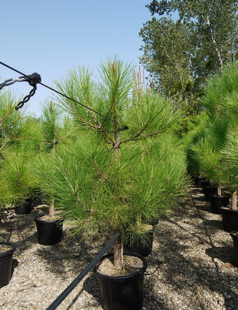 PINUS PINASTER (Pin maritime)
