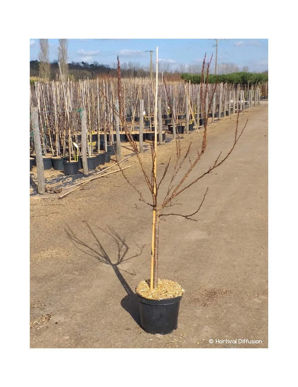 ABRICOTIER TARDIF DE BORDANEIL (PRUNUS armeniaca)