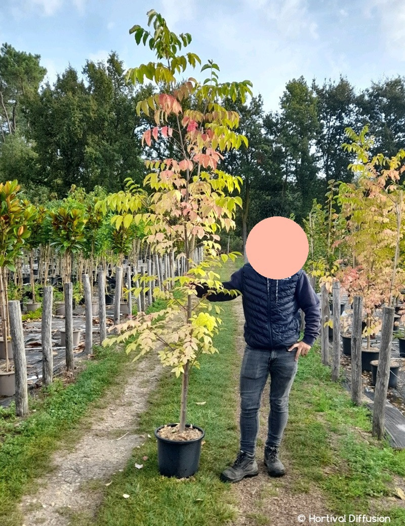 EUODIA daniellii ou Tetradium daniellii var. hupehensis (Arbre à miel)