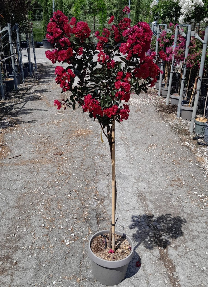LAGERSTROEMIA DYNAMITE (Lilas des Indes)