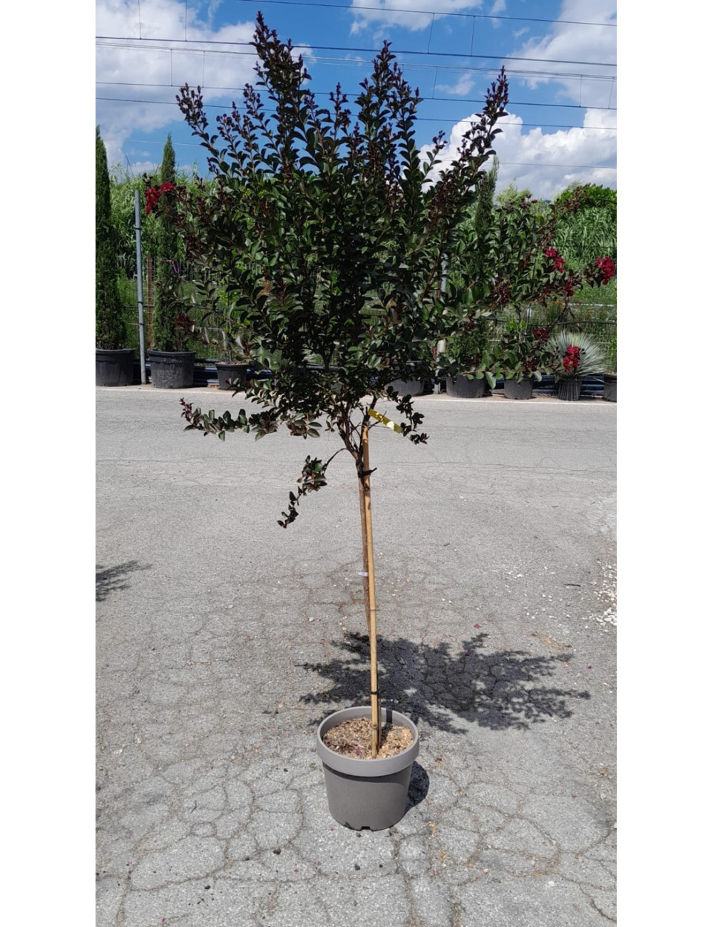 LAGERSTROEMIA DOUBLE FEATURE (Lilas des Indes)