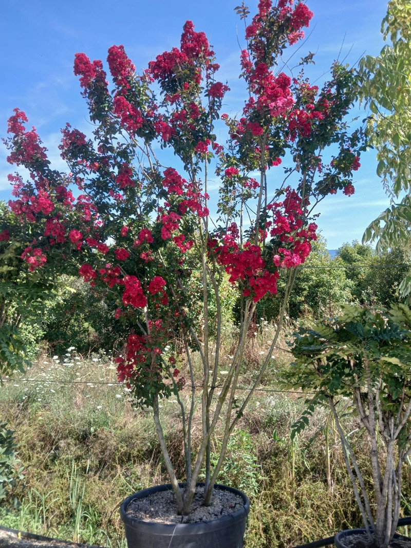 LAGERSTROEMIA DYNAMITE (Lilas des Indes)