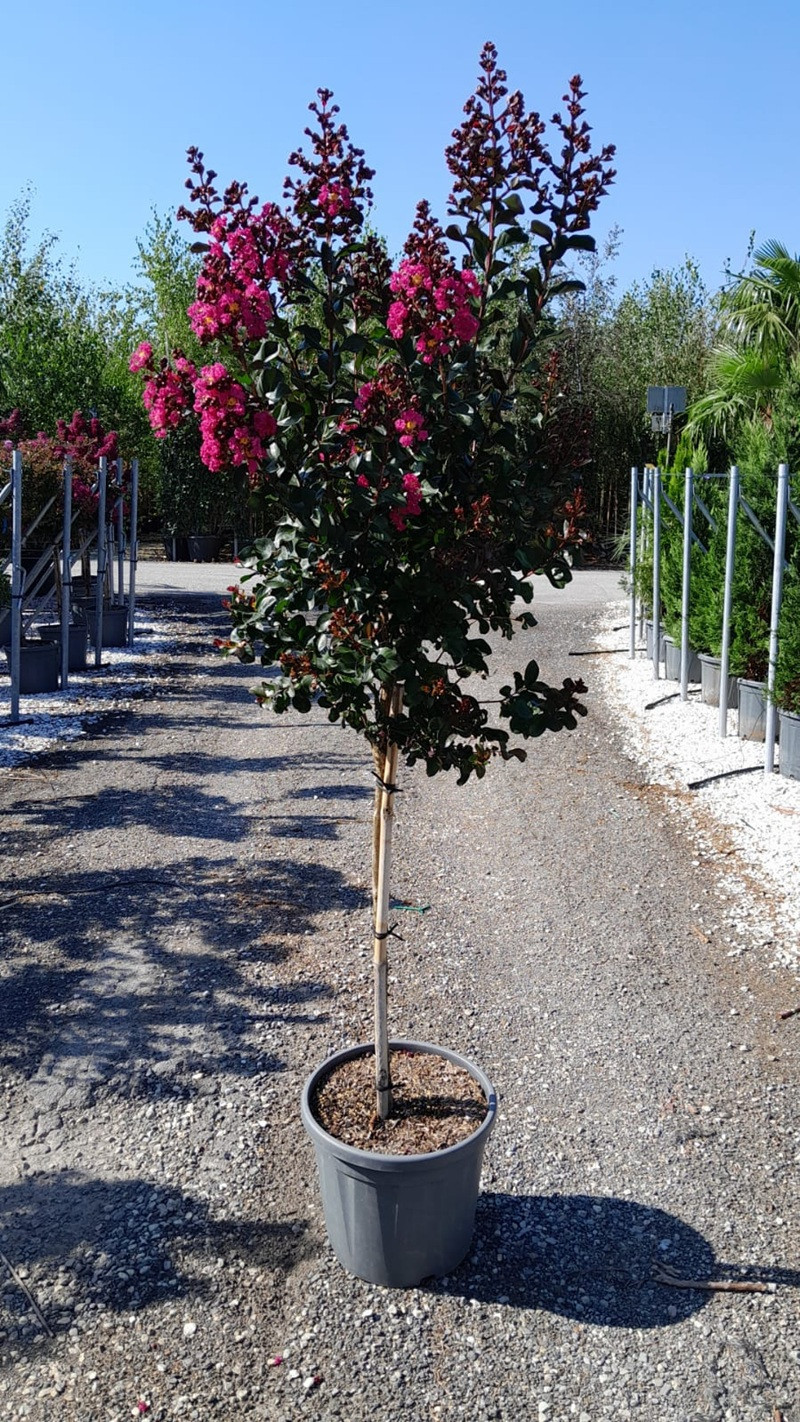 LAGERSTROEMIA PINK VELOUR® (Lilas des Indes)