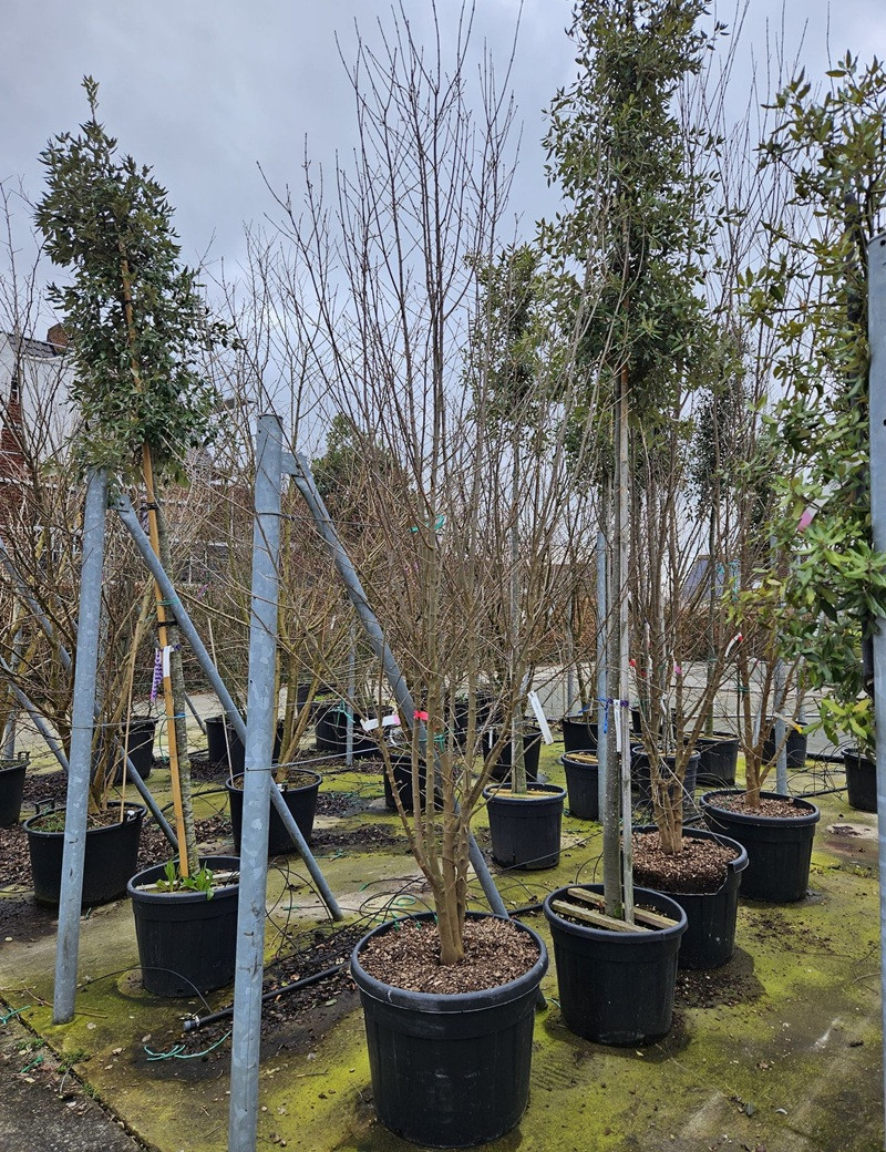 ACER buergerianum (Érable de buerger, érable à écorce de dragon, érable ...