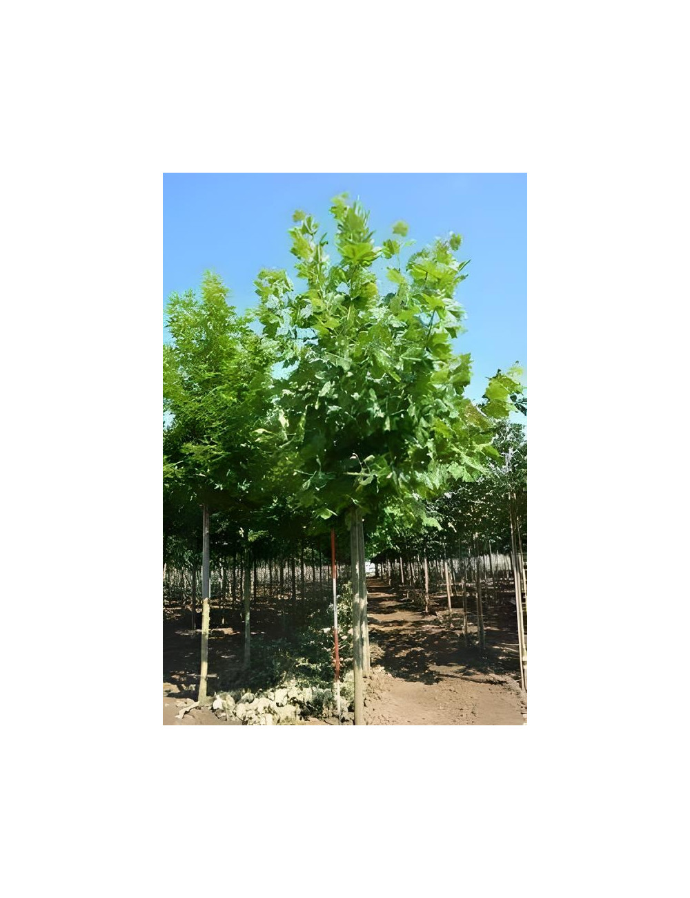 PLATANUS acerifolia (Platane à feuilles d'érable)