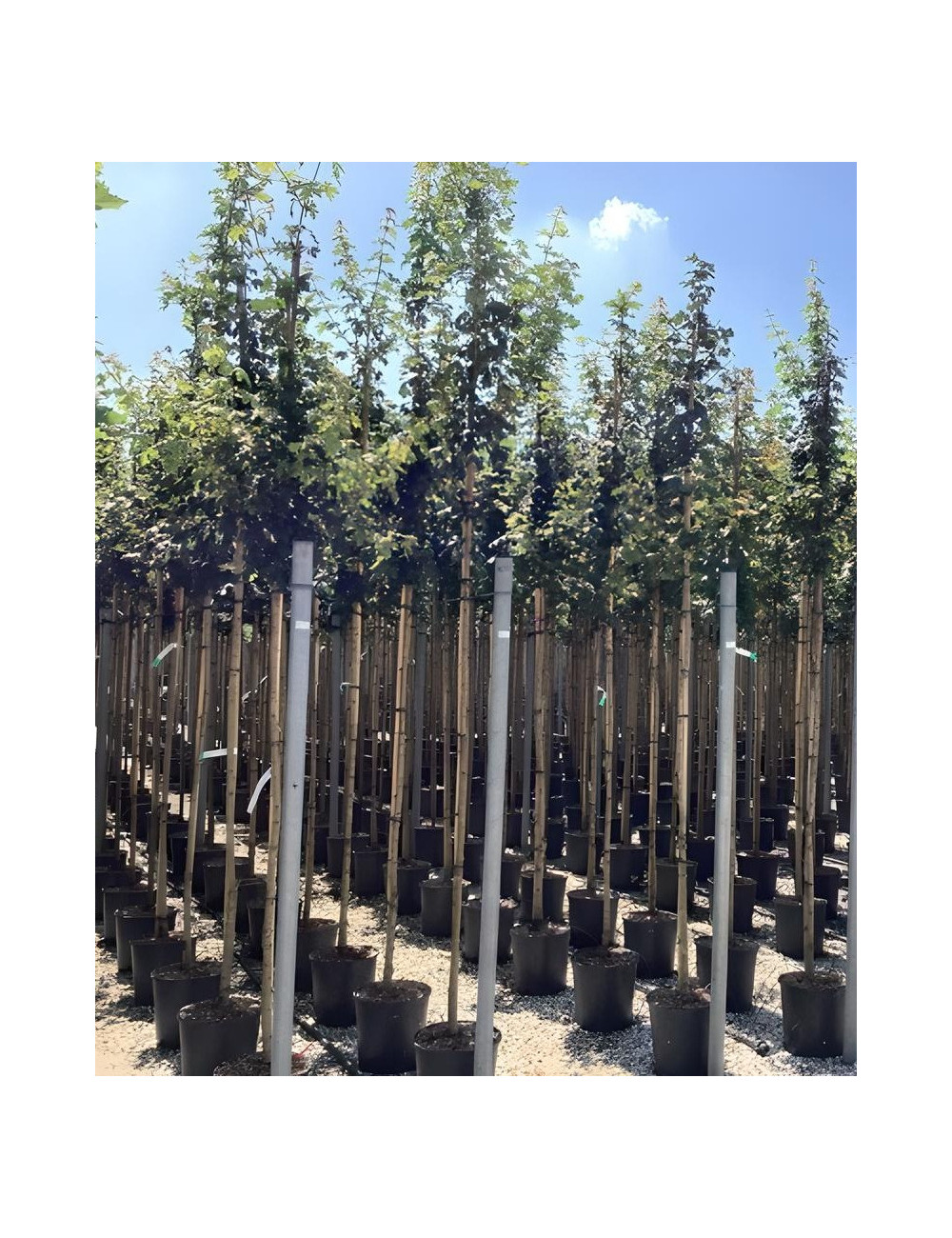 ACER campestre (Érable champêtre)