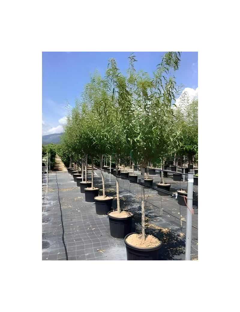 AMANDIER TEXAS (Prunus dulcis)