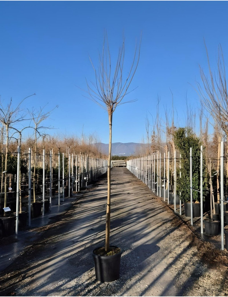 ROBINIA pseudoacacia UMBRACULIFERA (Robinier boule)